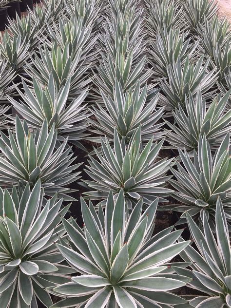 Agave Angustifolia Marginata Boething Treeland Farms