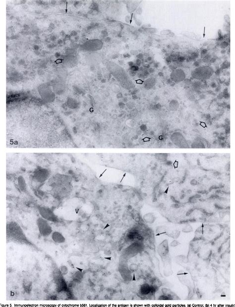 Cell Periphery Semantic Scholar