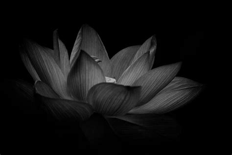 The Black Lotus Beauty Mystery And Symbolic Depth Petal Republic
