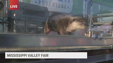 Meteorologist Morgan Strackbein Cant Handle Cute Otters At Mississippi