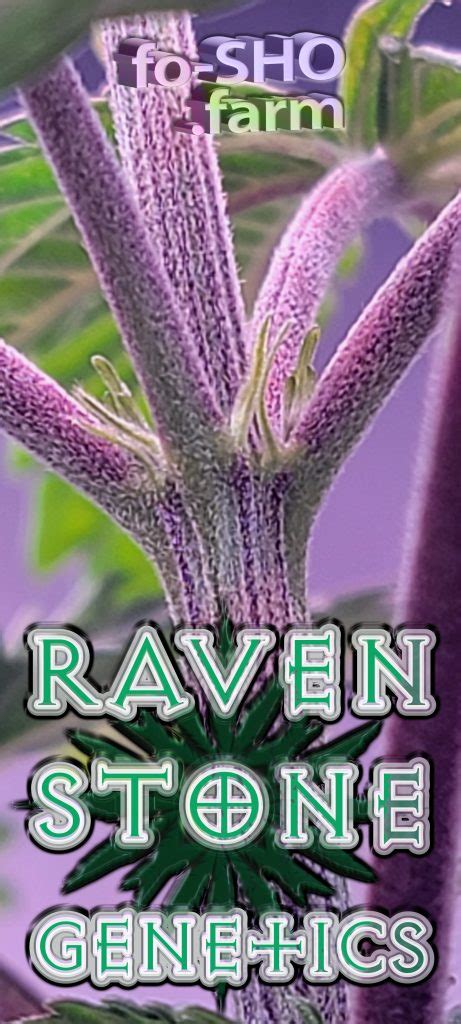 Tetraploid Cannabis Plants Cannabis Seeds Colorado Raven Stone