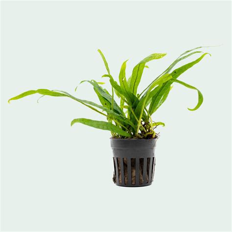 Java Fern Microsorum Pteropus Philippine Mini Live Aquatic Plant Glass Aqua
