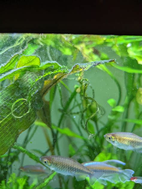 Identifying Algae R Plantedtank