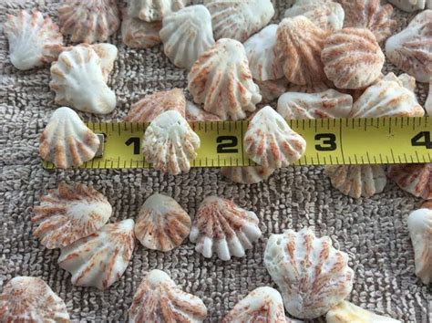 Over 100 Cats Paw Shells Craft Supply Jewelry Hand Picked Etsy