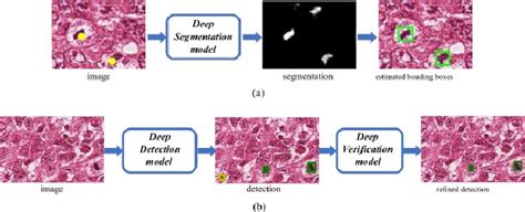 Figure 1 From Mitosis Detection Using Image Segmentation And Object Detection Semantic Scholar