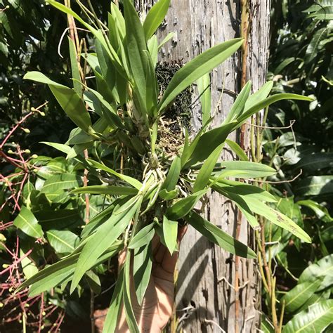 Broughtonia Sanguinea — Palmer Orchids