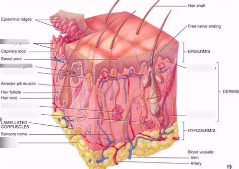 Cutaneous Membrane Diagram