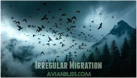Types Of Bird Migration Routes Flyways Patterns And Navigation