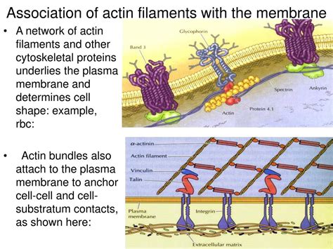 Ppt The Cytoskeleton Powerpoint Presentation Free Download Id5340300