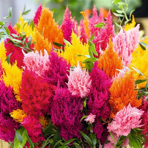 Bulk Celosia Seeds Mixed Pampas Plume Bulk Wildflowers