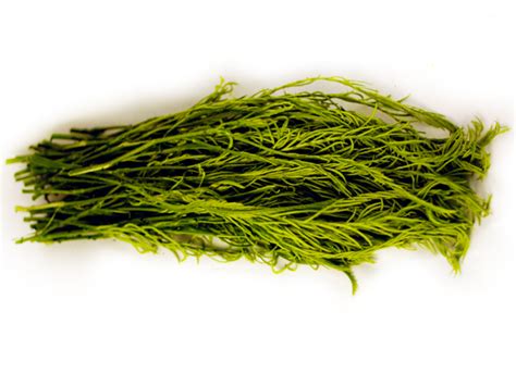 Cha Om Koerner Agro Export Center