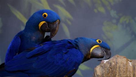 17 Magnificent Birds With Blue Feathers Pictures And Facts Wild Explained
