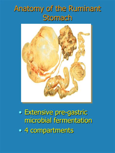 Ruminant Reticulum At Gilberto Morales Blog