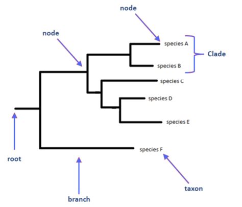 Bio 112 Exam 1 Flashcards Quizlet