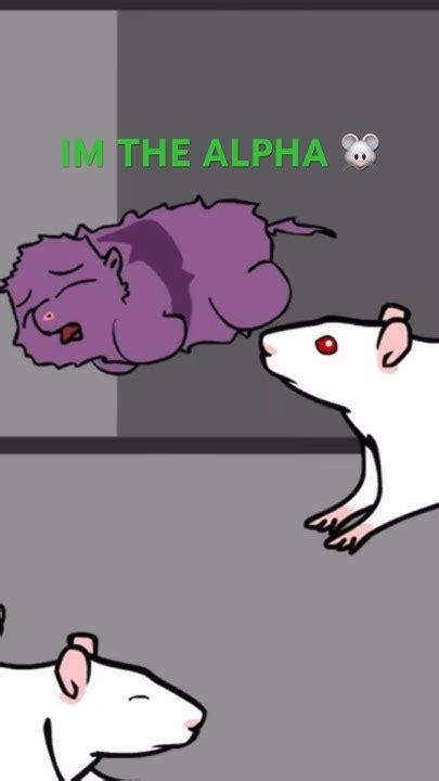 Alpha Mouse Fr Youtube