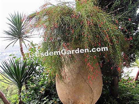 Berberidopsis Corallina коралловое растение посадка выращивание и