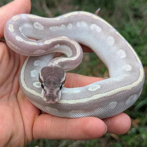 Purple Passion Ball Python By Olympian Exotics