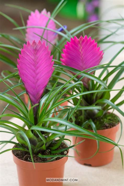 Tillandsia Cyanea Pink Quill Plant Care