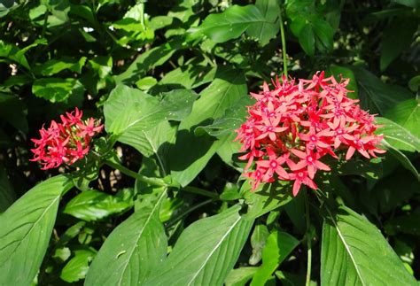 Fotos Gratis Hoja Rojo Botánica Jardín Flora Flor Silvestre