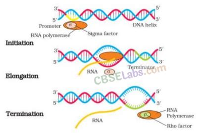 Molecular Basis Of Inheritance CBSE Notes For Class 12 Biology