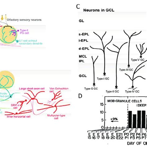 Olfactory Bulb Projections On Olfactory Cortices A Glomerular Activity