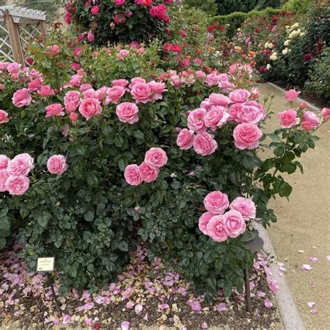 Catalog Otto And Sons Nursery