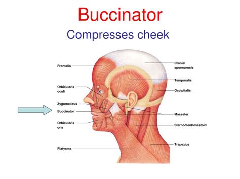 Ppt Muscles Of The Body Powerpoint Presentation Free Download Id
