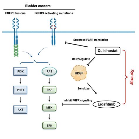 Fgfr3 Pathway