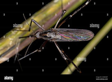 Gallinipper Mosquito Bite