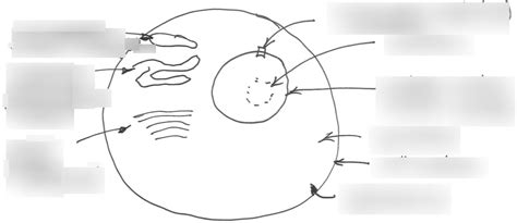 Week 1 Lecture 1 Eukaryotic Cell Diagram Quizlet