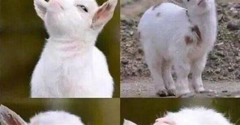 Testing Testing Album On Imgur