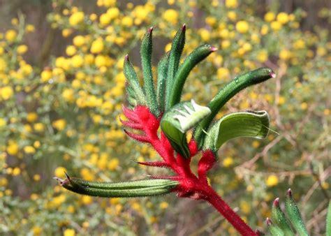 Western Australian Plants Haemodoraceae