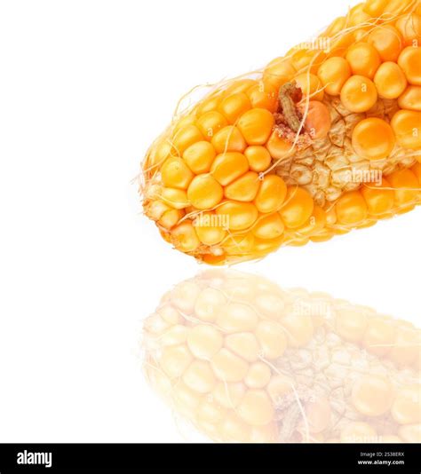 Worm Eating The Corn Isolated On White Background Worm Eating The Corn