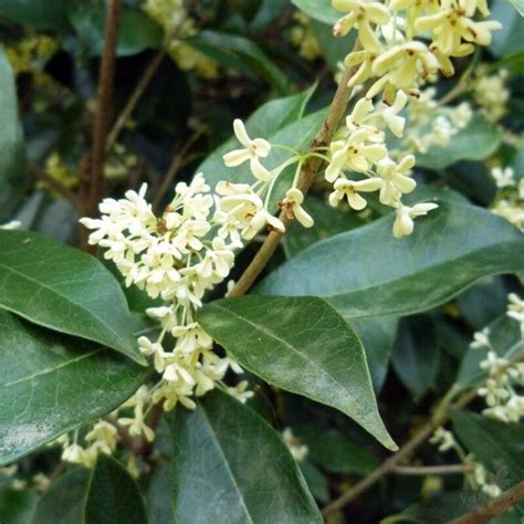 Osmanthus Fragrans