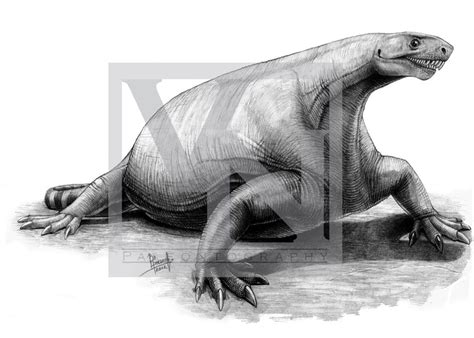 Precambrian And Paleozoic Gallery