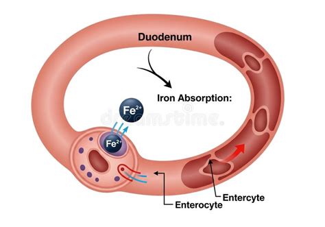 Illustrating Iron Absorption Within The Duodenum Part Of The Small