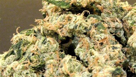 Slurricane Strain A Brief Guide To Sativa Strains
