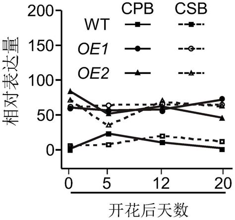Long Chain Non Coding Rna Ribonucleic Acid Gene For Increasing Rice Yield And Application