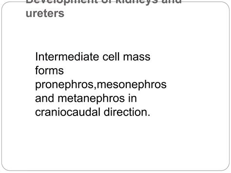 Embryology Of Genitourinary System Ppt