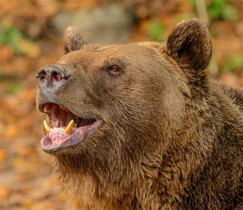 Big Brown Bear Portrait Showing Teeth Stock Image Image Of Furry Bear 166843155