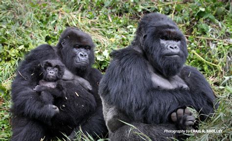 Gorilla Families In Bwindi Impenetrable National Park Gorilla Tours