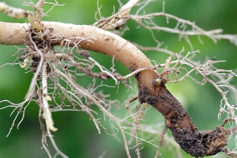 Rhizoctonia Solani En Frijol Cómo Identificarla Y Controlarla Blog Cambiagro