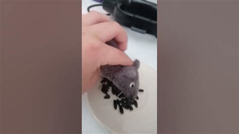 семочки Youtube