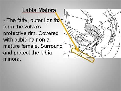 The Female Reproductive System Anatomy Conditions Care 6
