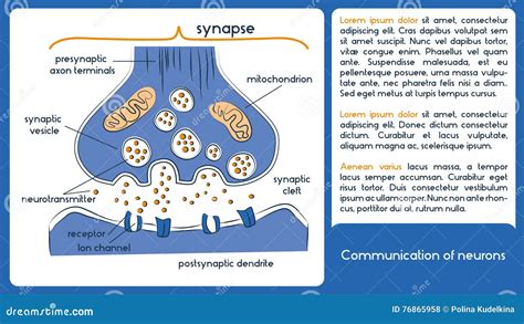 Communication Of Neurons Neurotransmitters Stock Vector