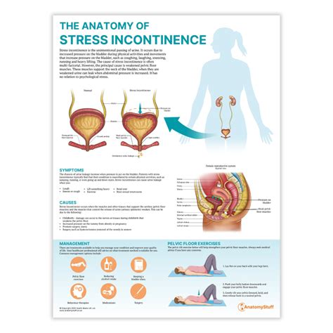 The Anatomy Of Stress Incontinence Urology Chart Anatomy Stuff Anatomystuff