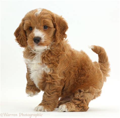Dog Cute Playful Cockapoo Puppy Photo Wp41928