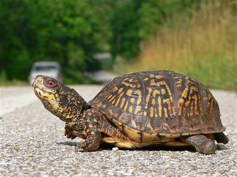 Eastern Box Turtle Lopersshutter