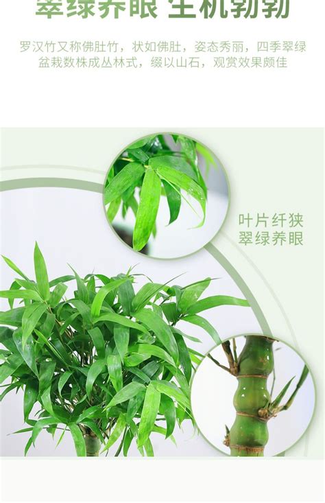 佛肚竹盆栽罗汉竹老桩四季常青植物办公室内客厅矮化盆景花卉绿植 阿里巴巴