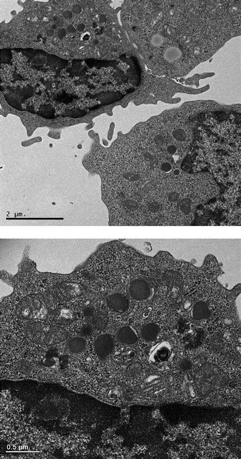 Development And Characterization Of A Canine Specific Anti Cd94 Klrd 1